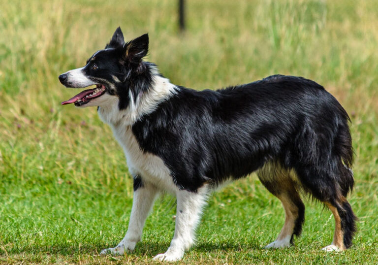 Top 10 Most Intelligent Dogs in the World in 2024