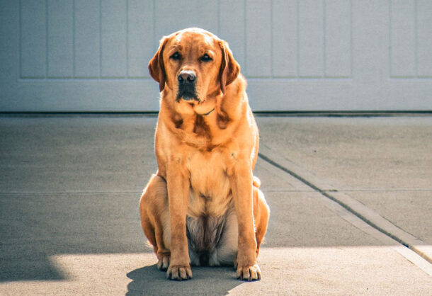 Top 10 Most Intelligent Dogs in the World in 2024